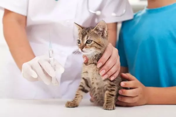 Bengal Kitten în mâinile veterinarilor