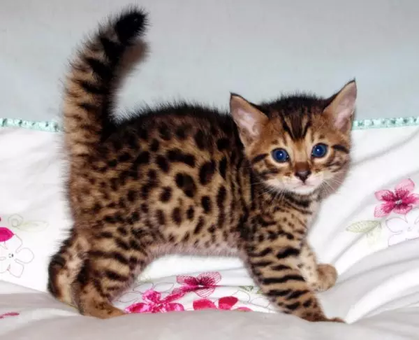 Kitten Bengal stands billi tneħħi d-denb tal-pajp