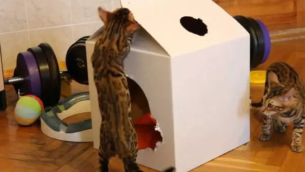 I gattini del Bengala giocano con la scatola