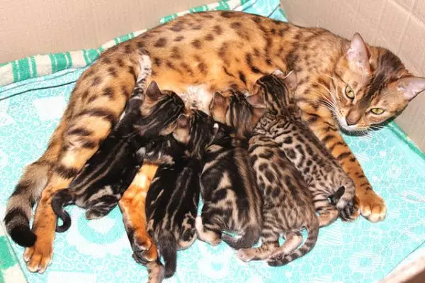Bengal cat feeds knot kittens