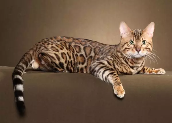 Bengal Cat liegt, Schwellpfote