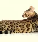 Rengê leopard bengal derewan dike, serê xwe zivirî