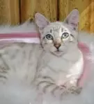 Il gatto del Bengala bianco è sdraiato sul suo letto, alzando lo sguardo