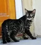 Bengal węglowy wygląda wstecz