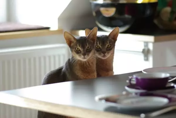 החתולים החסומים יושבים ליד השולחן