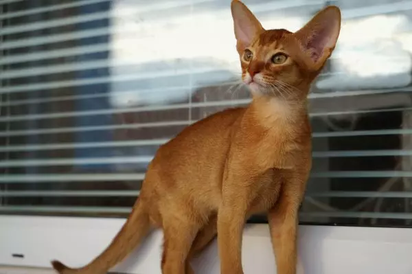 Chat abyssinien