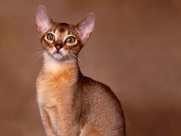 Red Abyssinian