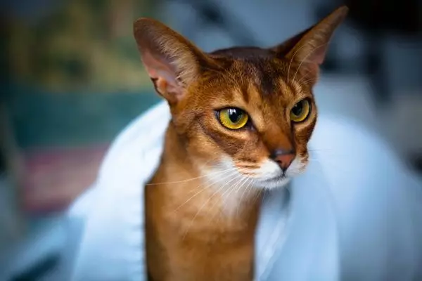 पांढरा टॉवेल मध्ये Abyssinian मांजर