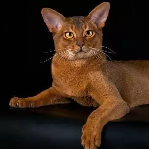 American Type Abyssinz.