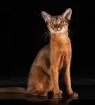 Abyssinian Wild Color.