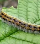Caterpillar vrouwtjes
