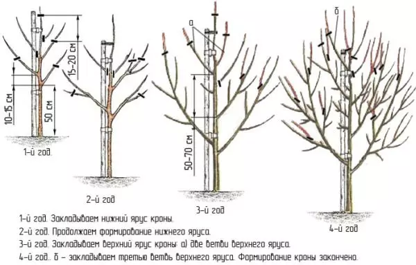 သစ်တော်သီးကိုချုံ့ခြင်းအစီအစဉ်