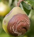 Плодова гниль груші