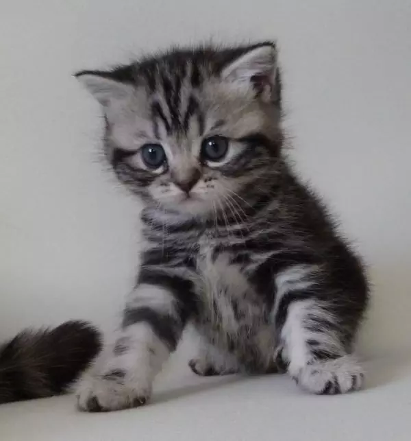 Gattino gatto britannico di 3 mesi
