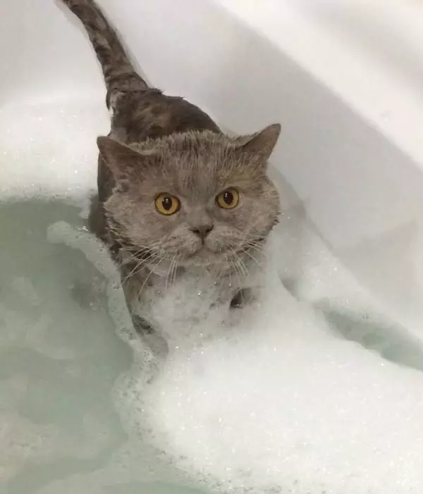 I gatti non amano l'acqua