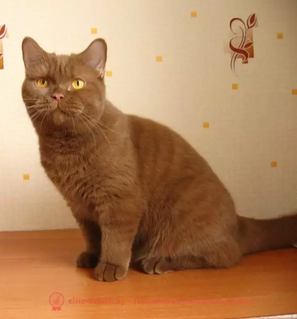 British Shorthair Cat: Descrizione della razza, possibili colori, comportamentale e cura, scelta del gattino, come chiamare gli inglesi 2711_8
