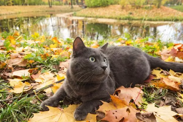 Ρωσική μπλε γάτα στη φύση