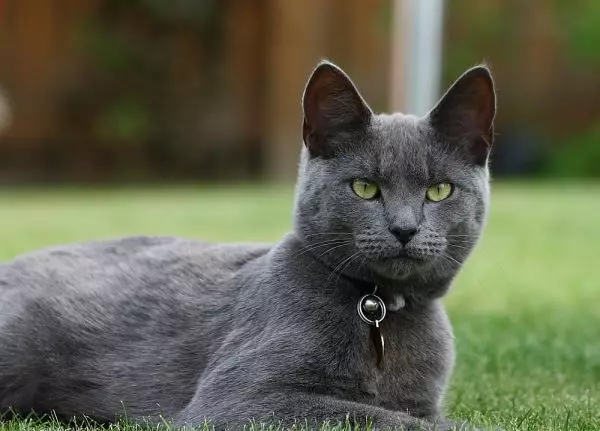 Gato azul russo masculino na natureza