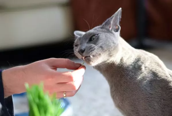 Η ρωσική μπλε γάτα τρώει γρασίδι