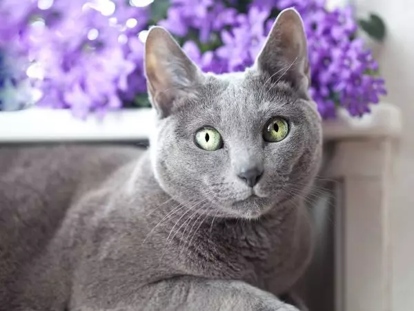 Russian blue on background lilac.