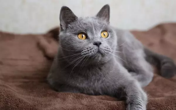 Ruska plava britanska mačka