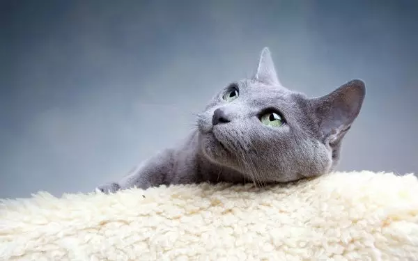 Ρωσική μπλε γάτα στην πετσέτα