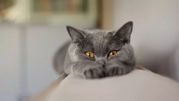 Eggsia Rusia Kucing Biru