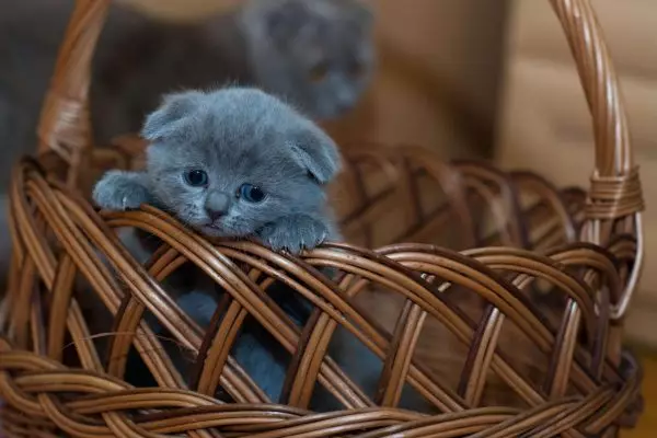 Kitten რუსული ლურჯი კალათაში