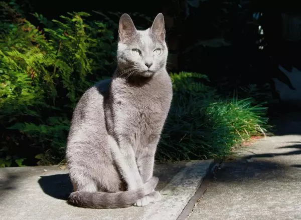 Gato azul russo