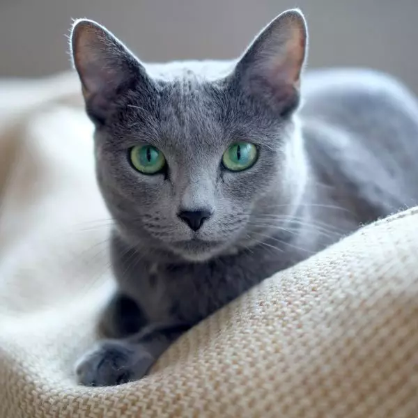 Ruska plava mačka: portret