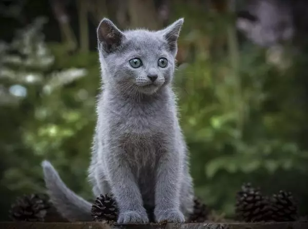 Kitten Rusia biru dalam alam semula jadi