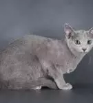Russian Blue Cat CFA Cat