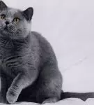 Russian Blue Cat System GCCF