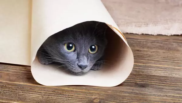 Russische blaue Katze versteckt sich