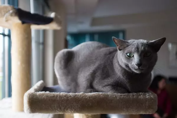 Ruska plava mačka na Leni