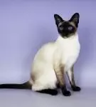 Siamská kočka, Evropská