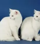塞舌尔长长的猫