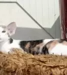 Seychely zkrácená kočka