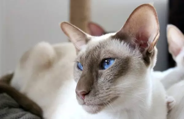 Siamská kočka: portrét