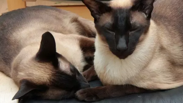 两个暹罗猫