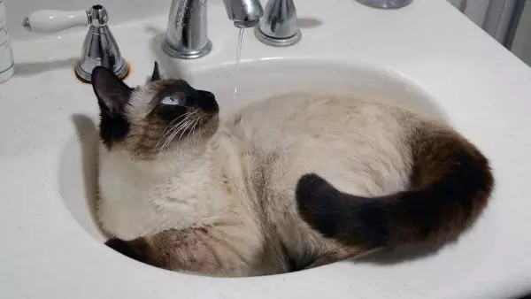 暹罗猫在水槽里