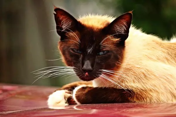 Stará Siamská kočka.