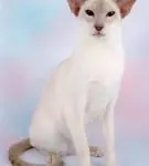 Siamská kočka zbarvení liliak