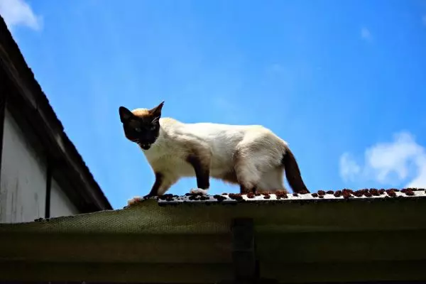 暹罗猫在屋顶上