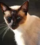 Siamská kočka barvy síly Point