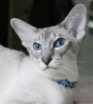 Siamská kočka zbarvená modrá mourový bod