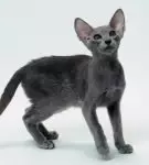 Orientální krátkosrstá kočka