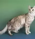 Orientální dlouhosrstá kočka