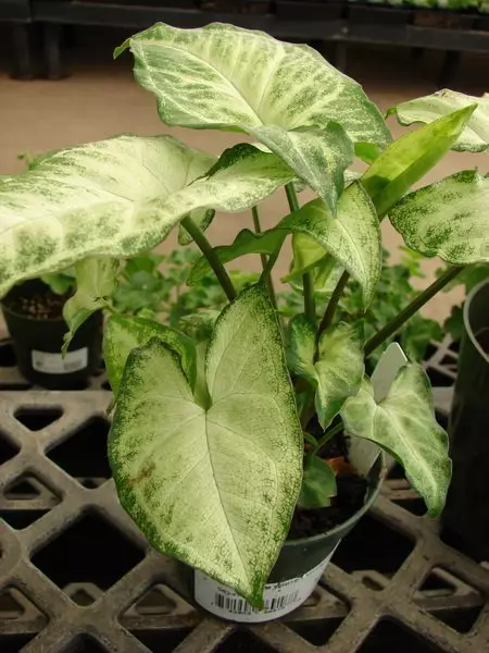 Singonium: Semua nuansa penjagaan tumbuhan di rumah + foto dan video