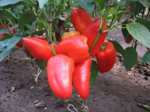 Pepper Grade Bogatyr.